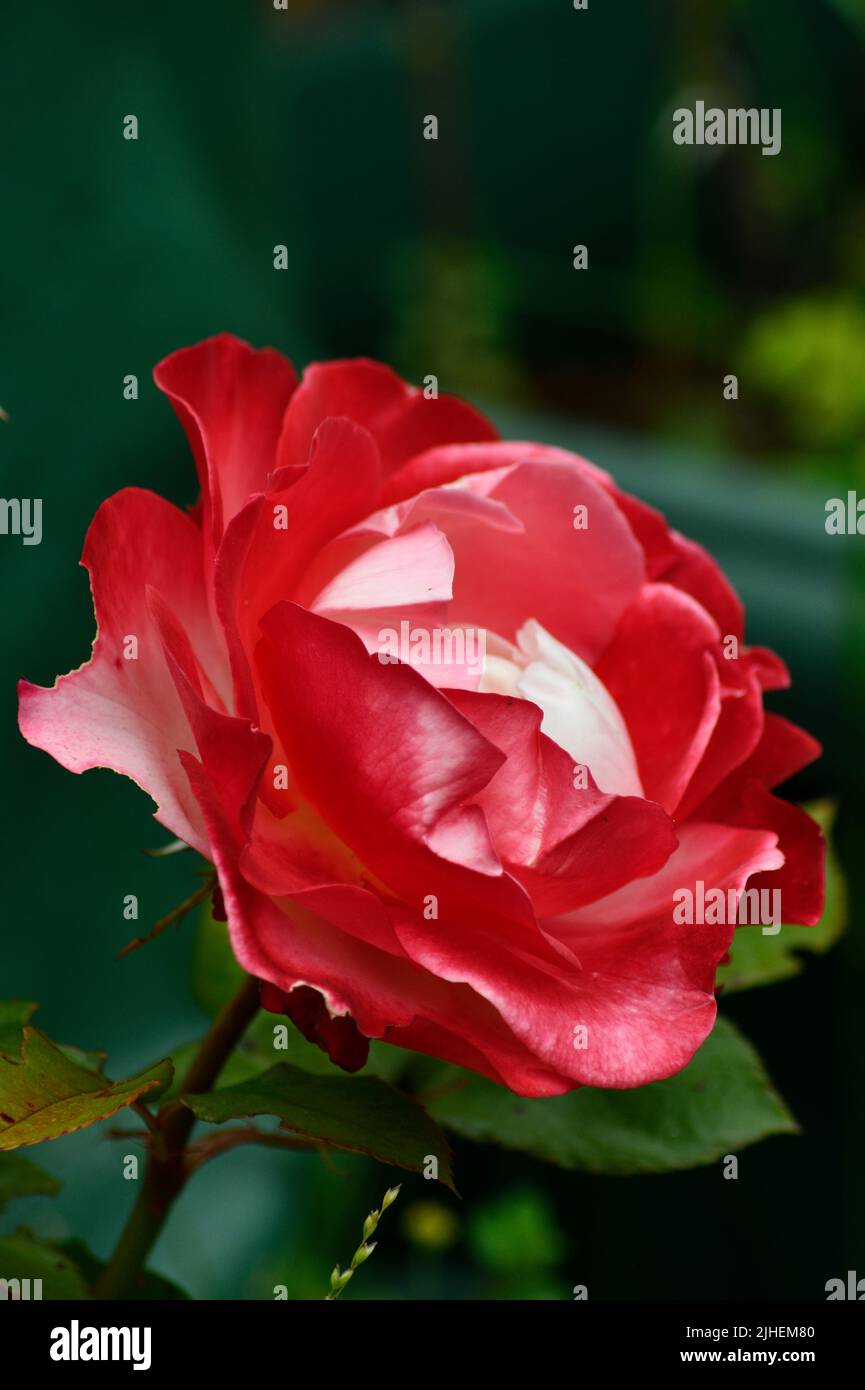 Single Red Rose (Rosa) in Garden Hook Norton Oxfordshire England uk ...