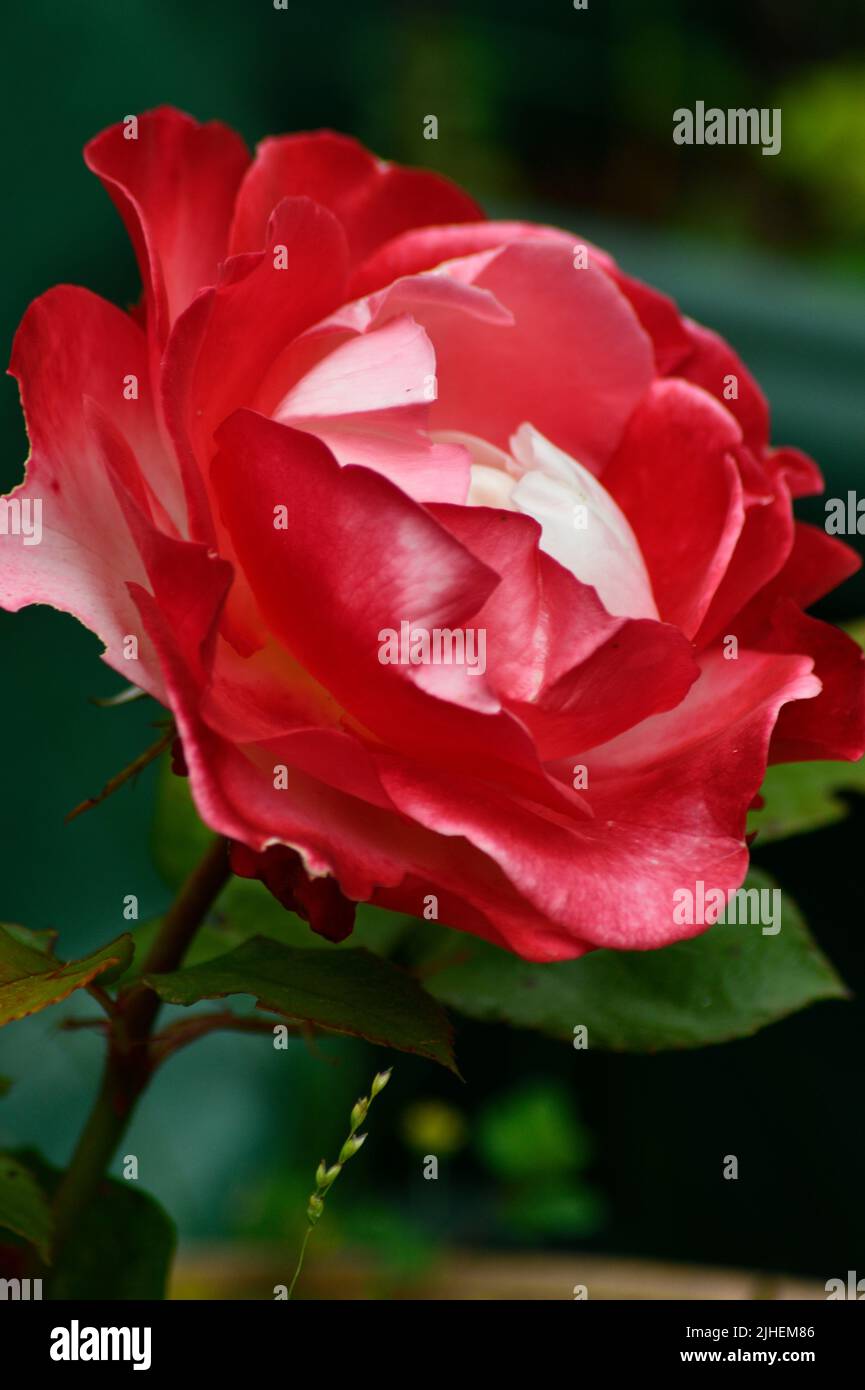 Single Red Rose (Rosa) in Garden Hook Norton Oxfordshire England uk ...