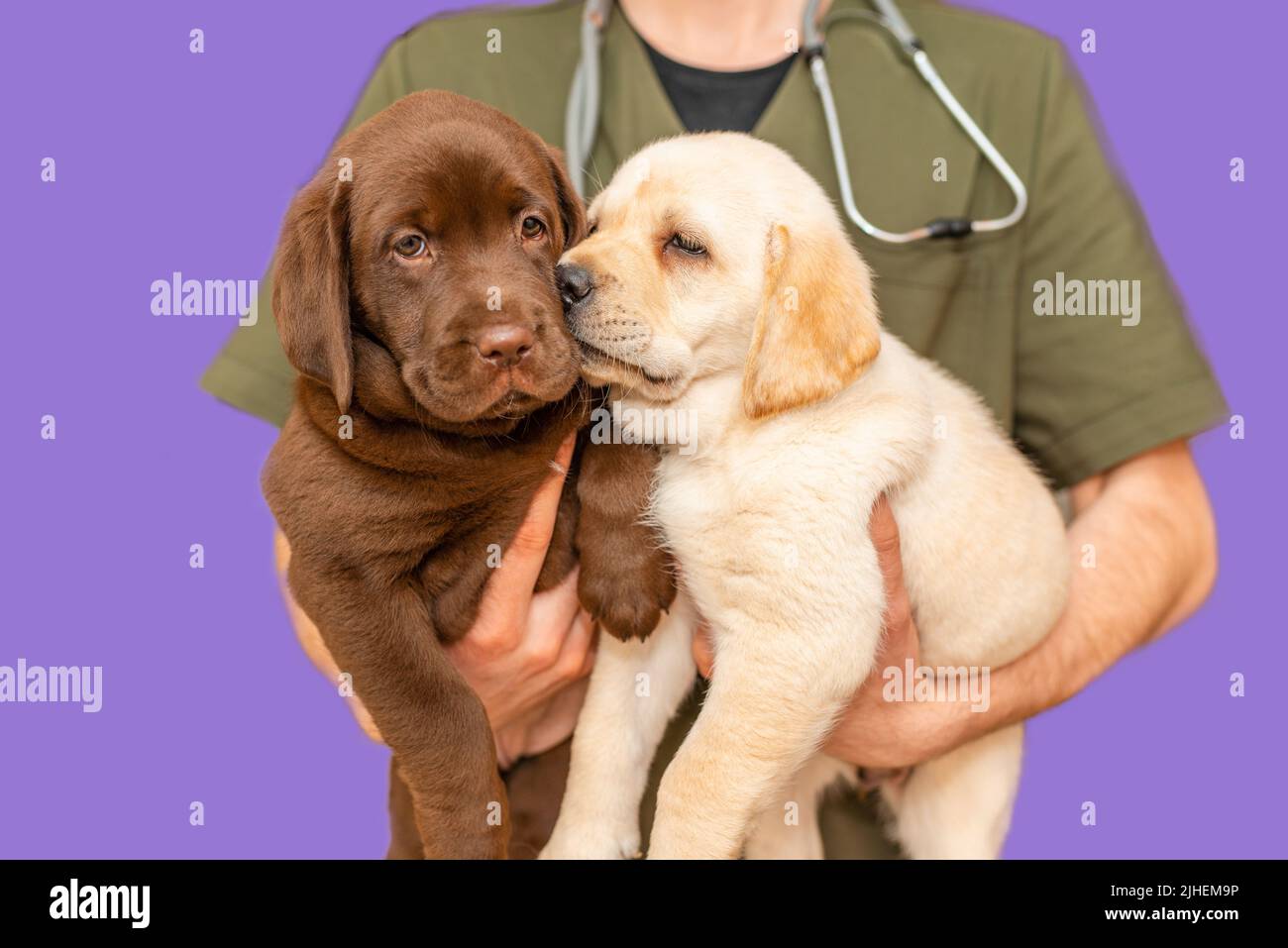 Adorable labrador puppy dogs sitting confortably in the arms of ...