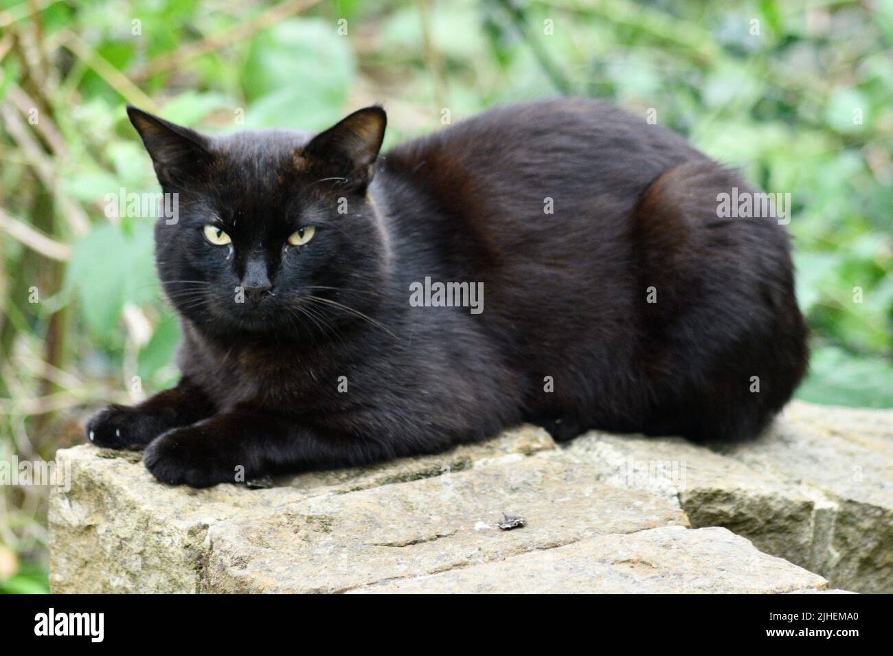 Black Cat (Felis catus) laid on a stone wall relaxing Hook Norton ...