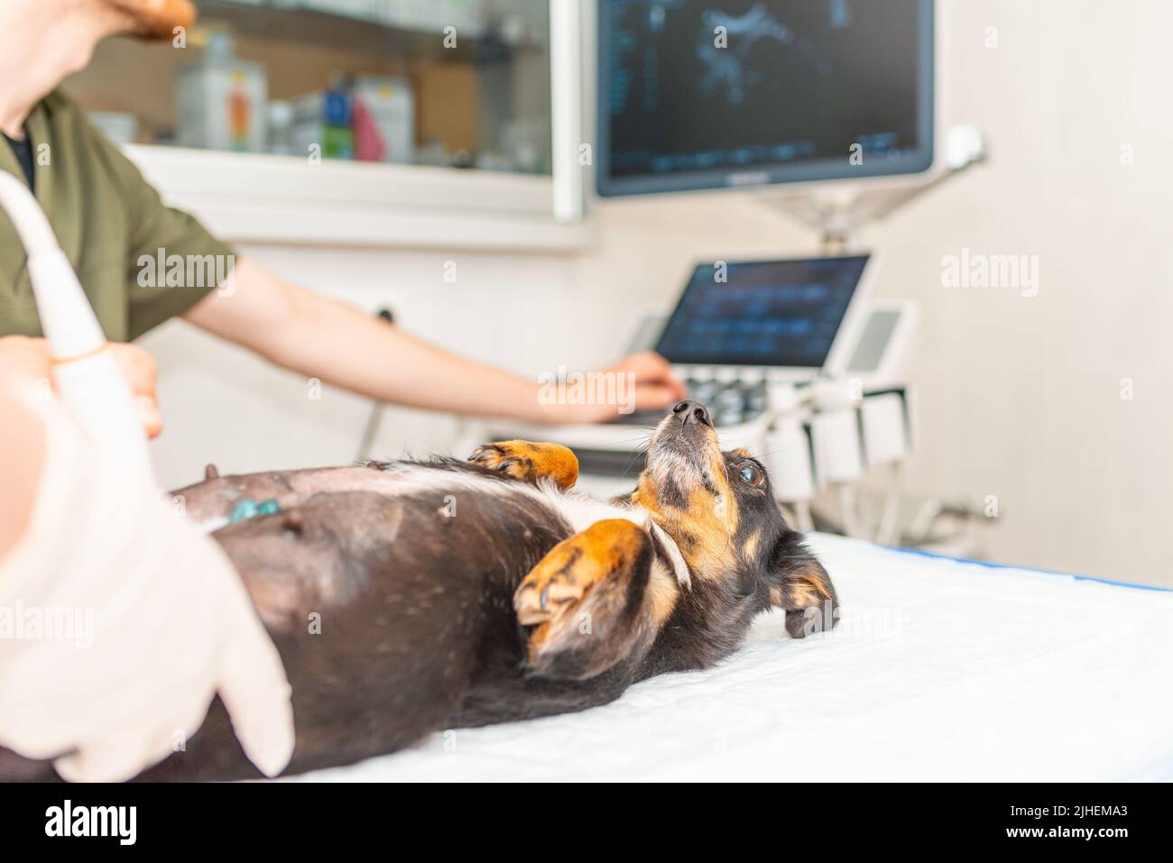 Dog having ultrasound scan in vet office.Little dog mixed breed in ...