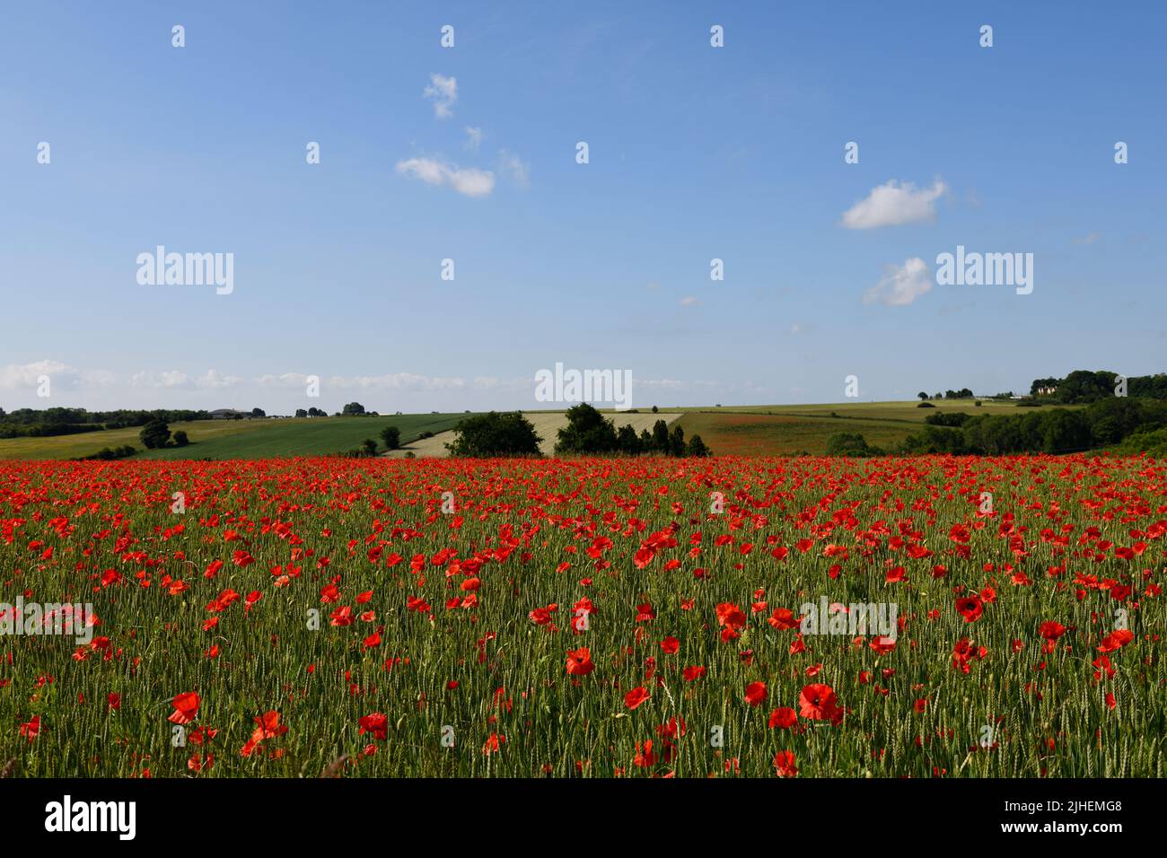Poppy (Papaver) Fields in the Cotswolds Oxfordshire England uk Stock ...