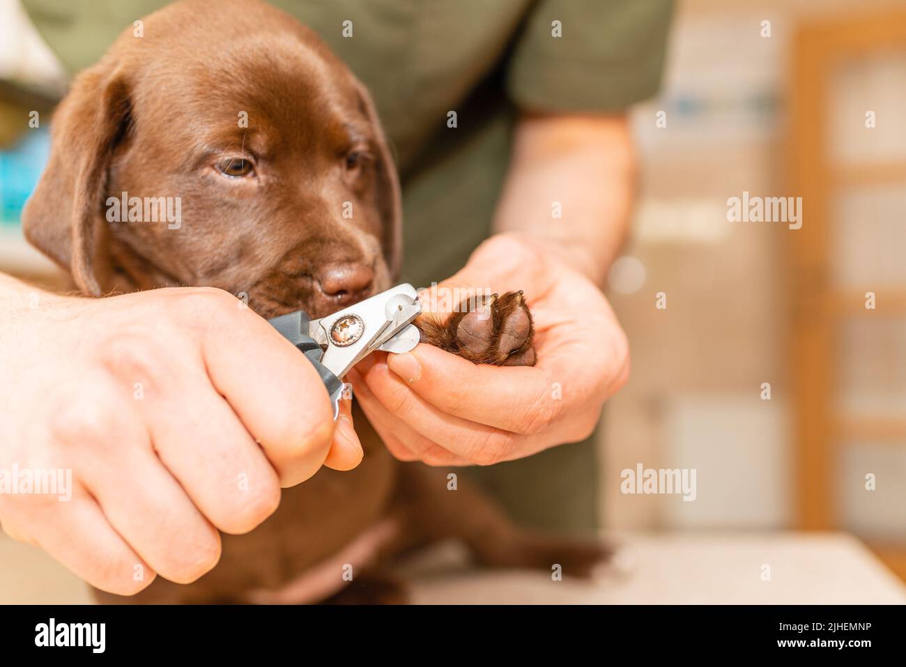Cut dog paw labrador hi-res stock photography and images - Alamy