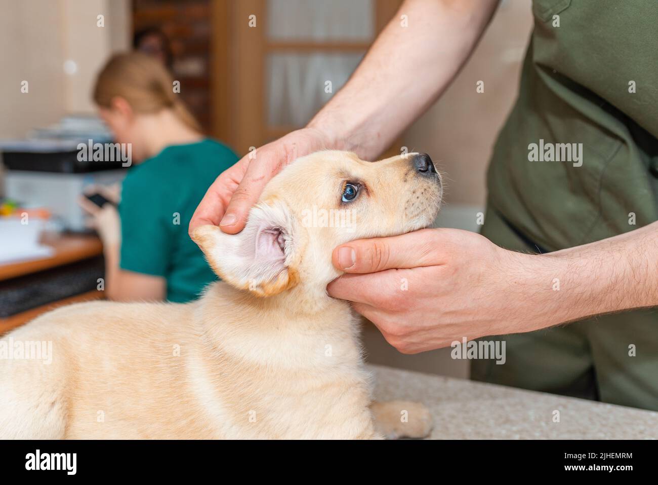 Veterinarian examining ears of cute puppy labrador dog at vet clinic ...