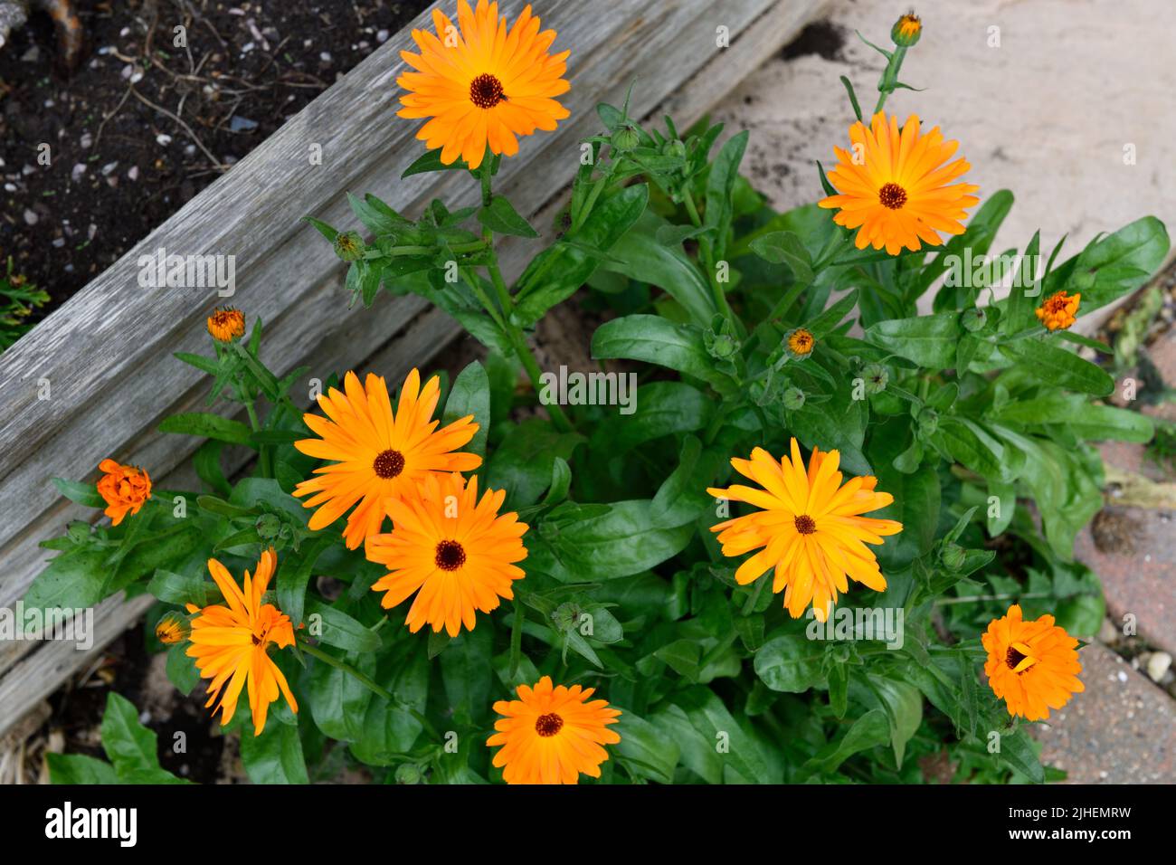 Orange Daisies by Flower Box Hook Norton Oxfordshire England uk Stock Photo - Alamy