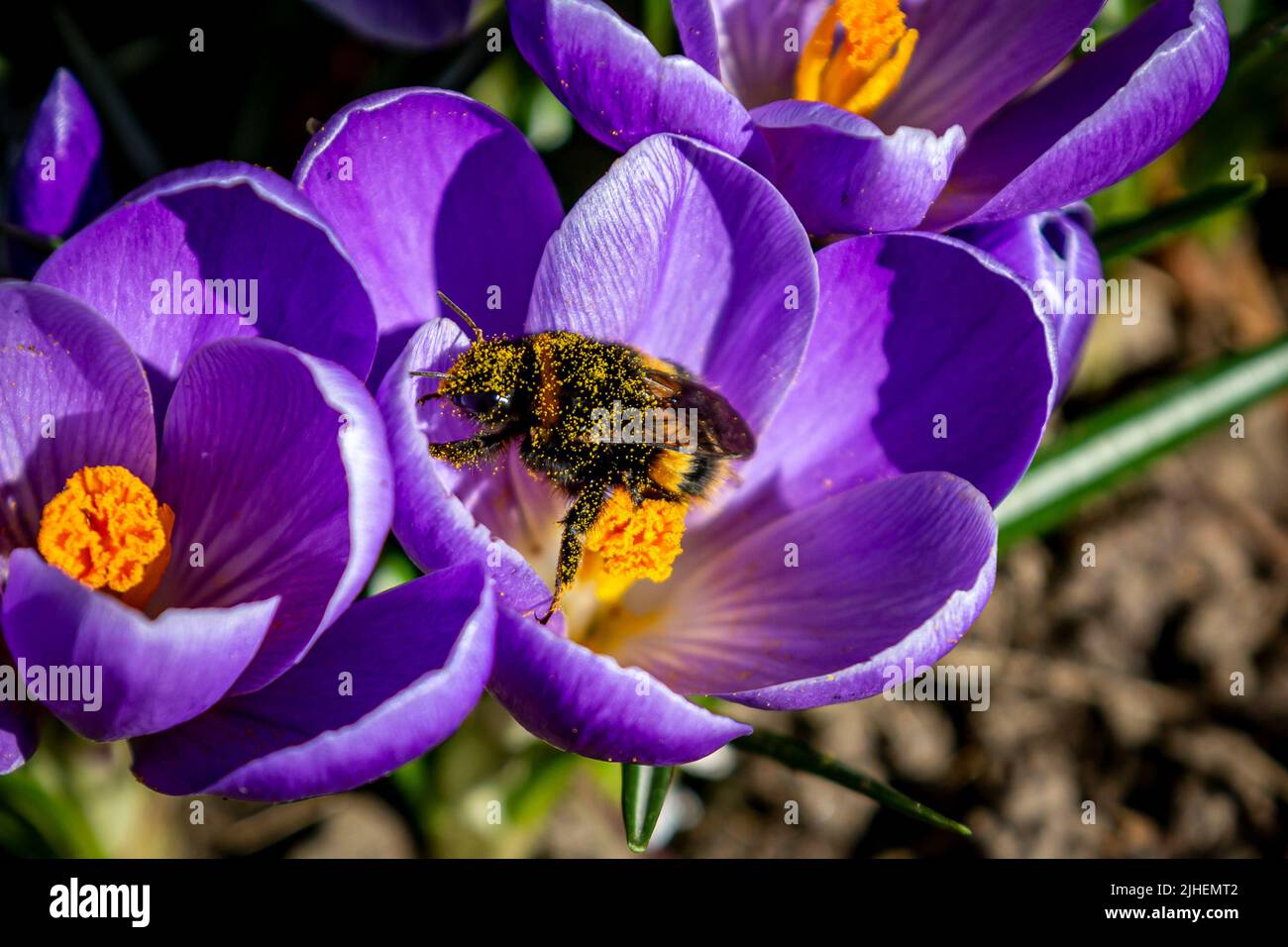 A Pollen Covered Bee on a Crocus Flower Stock Photo - Alamy