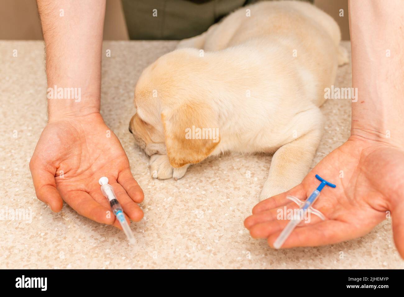 Cute labrador puppy dog ready for vaccination at the veterinary doctor ...