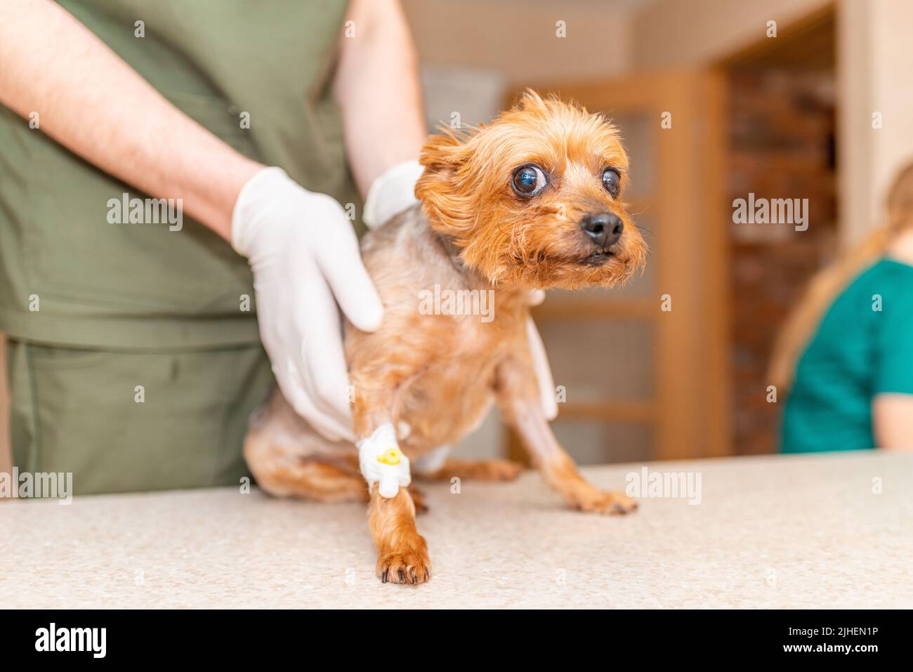 Veterinarian caring a Yorkshire terrier with an intravenous drip, at ...