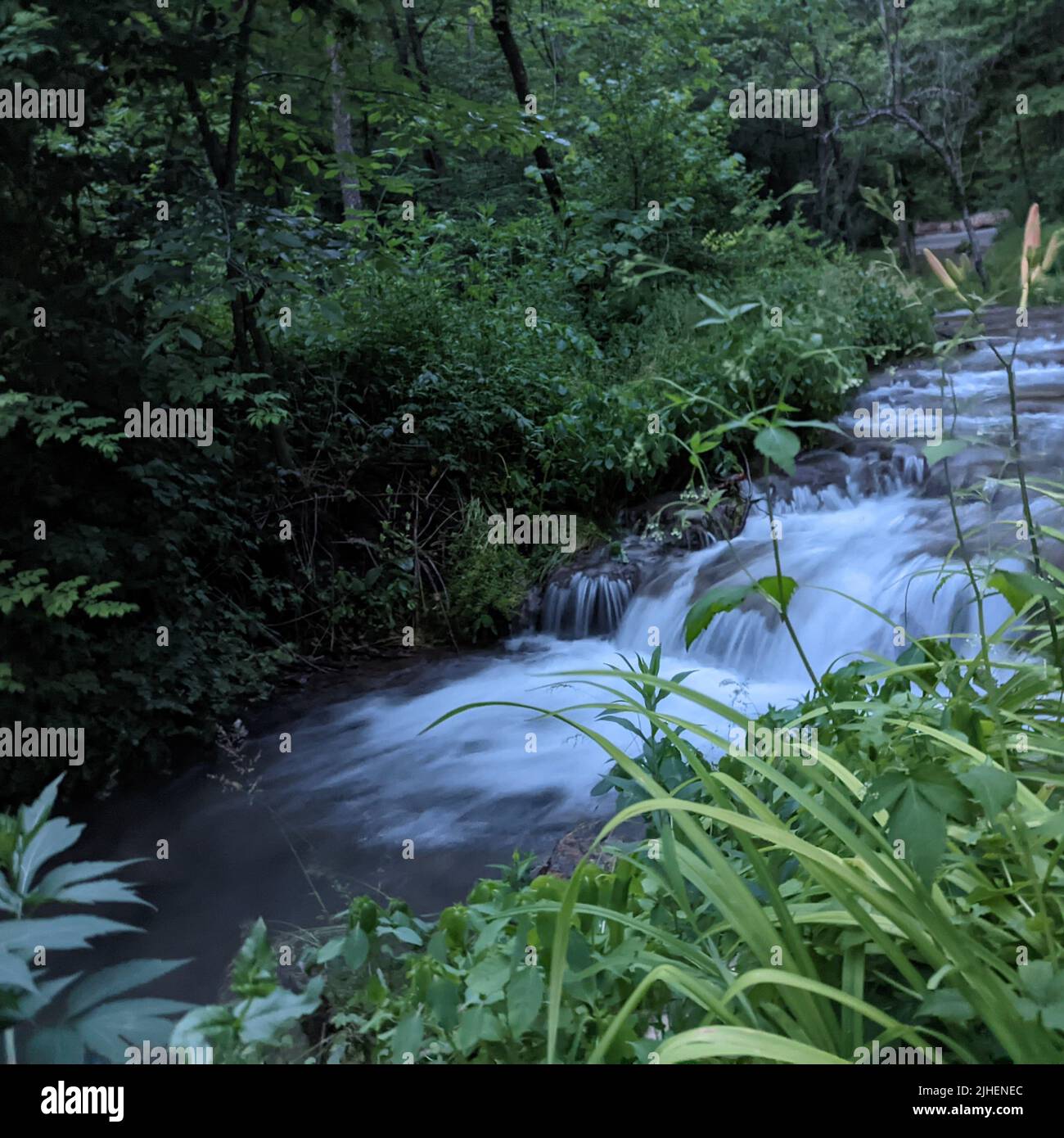 A closeup shot of a river flowing through the trees and vegetation ...