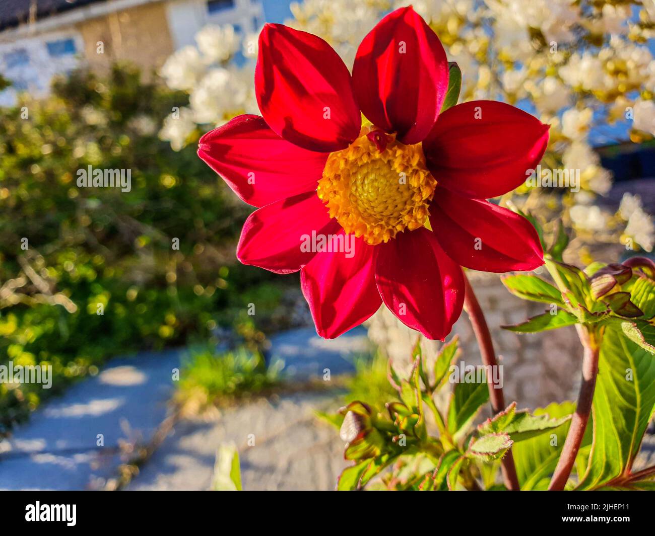 Dahlia Mignon Rouge flower in full bloom in a Bristol Garden in July ...