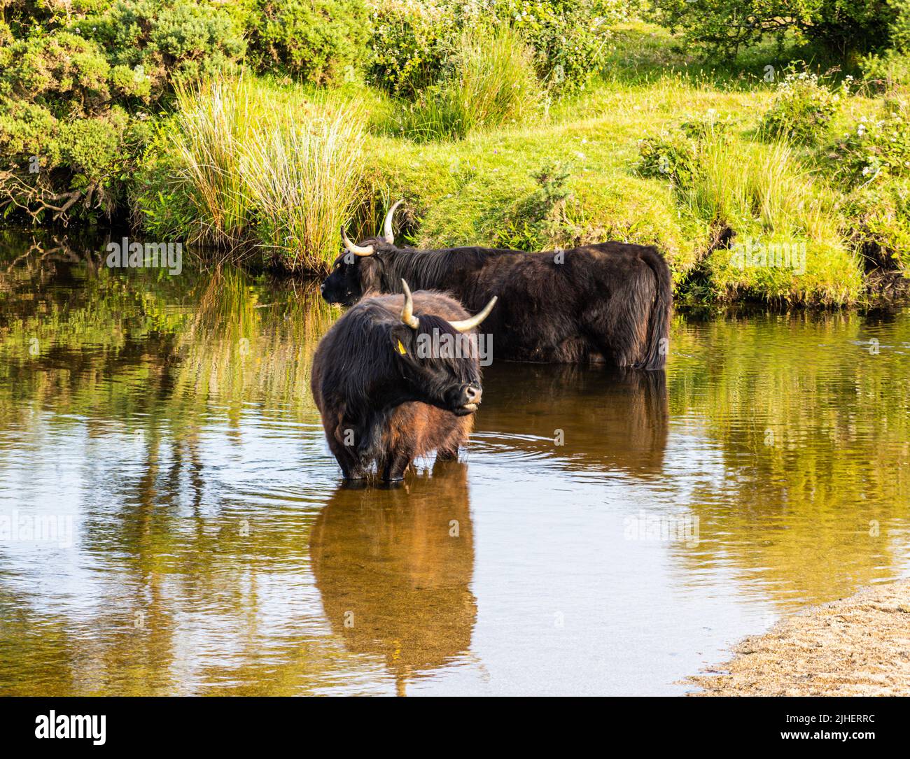 Horned Cow cooling of in Water in the extreme Heatwave summer of 2022 ...