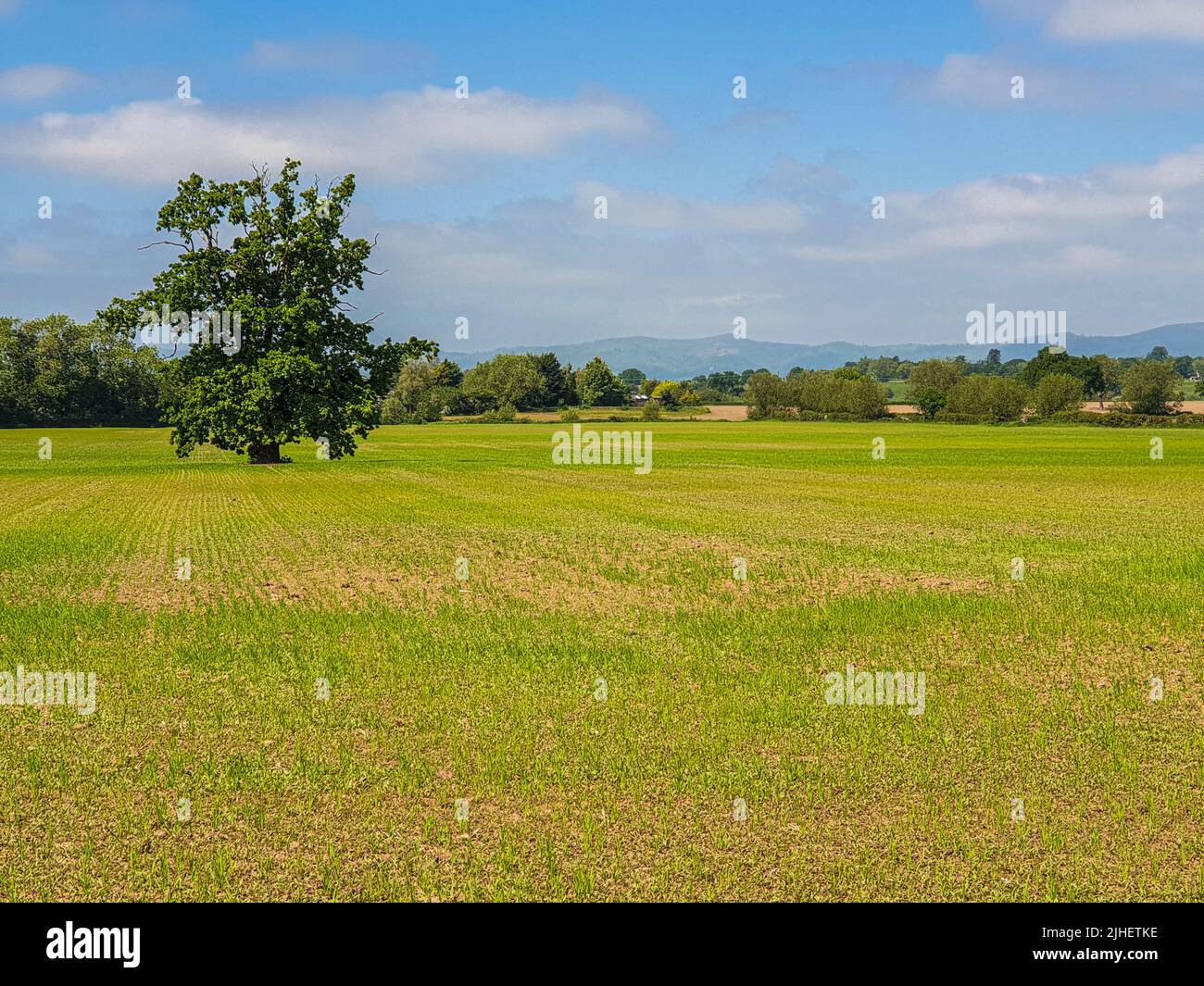Tree in a field Stock Photo - Alamy