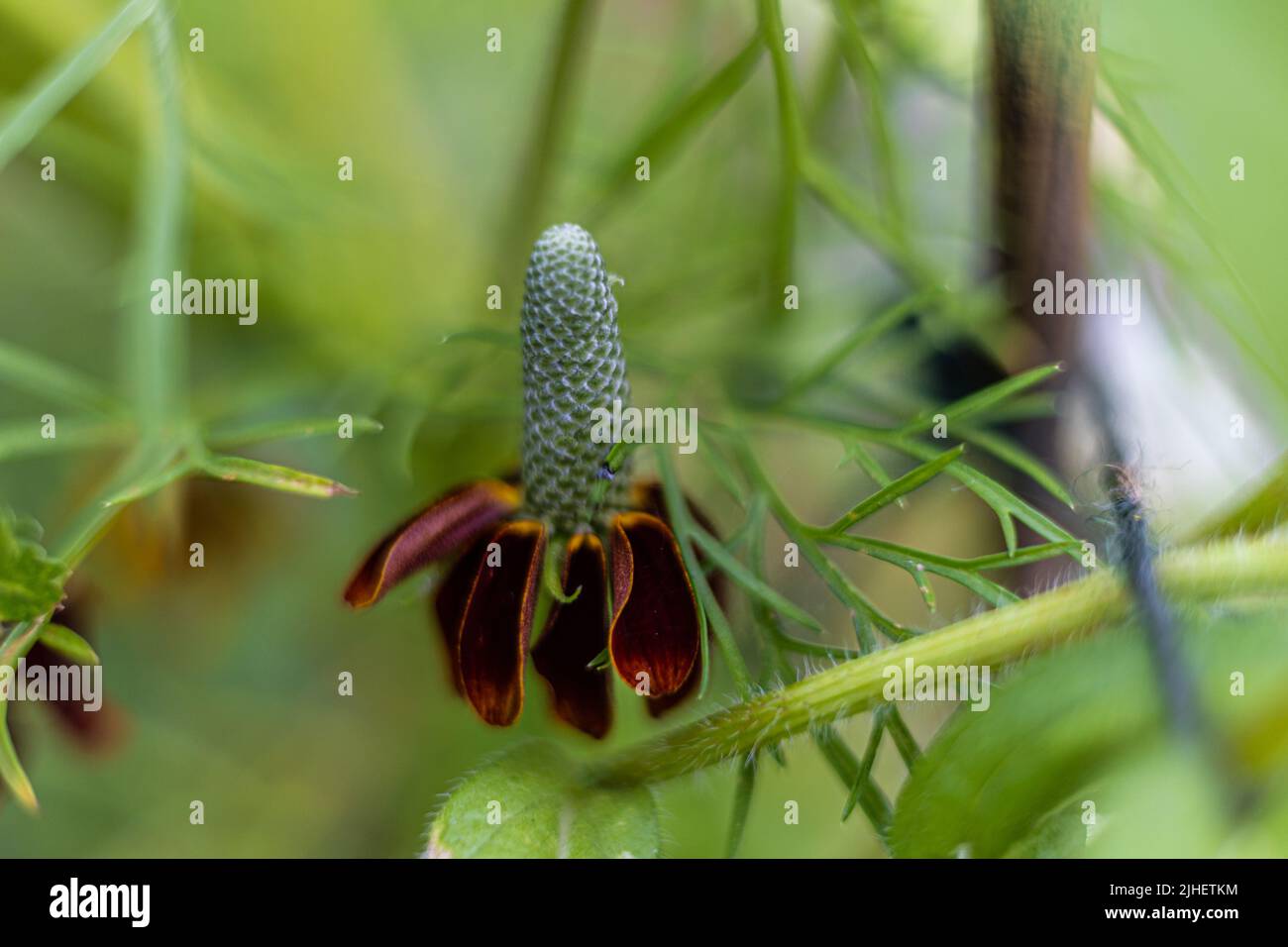 Ratibida columnifera f. pulcherrima 'Red Midget' Mexican Hat Prairie ...