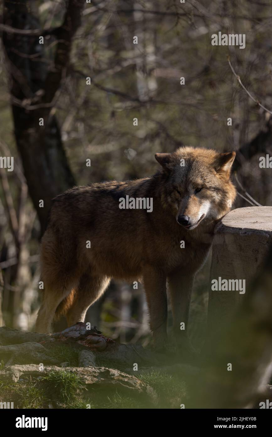 The wolf in the forest in daytime, vertical Stock Photo - Alamy