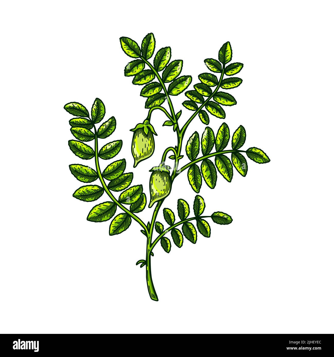 Hand drawn chickpeas branch with leaves and pods. Colorful botany ...