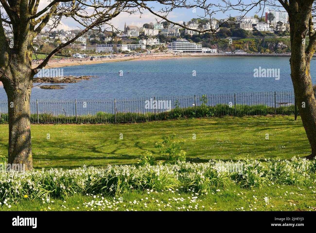 Spring wildflowers growing at Corbyn Head, Torquay, overlooking Abbey ...
