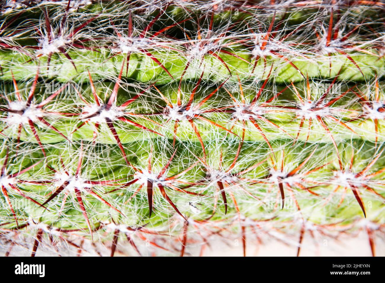 Cactus close up spiked. Cactus backdround, cacti design or cactaceae ...