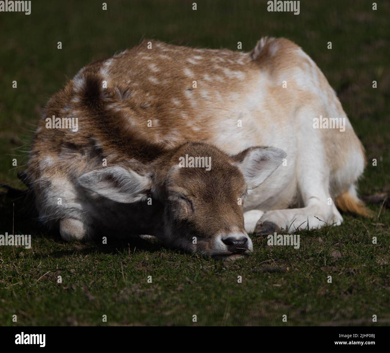 The close-up of a cute sleeping fawn in the forest Stock Photo - Alamy