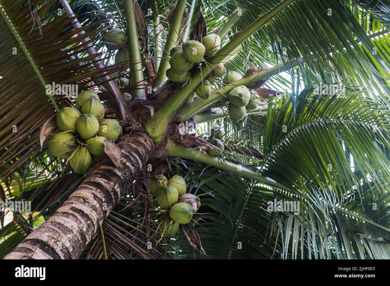 top of coconut tree Stock Photo - Alamy