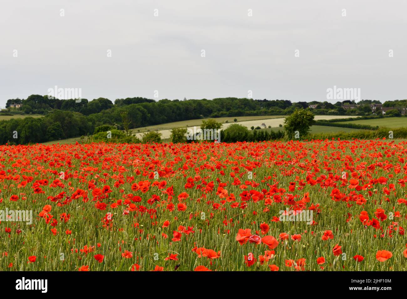 Poppy (Papaver) Fields in the Cotswolds Oxfordshire England uk Stock ...