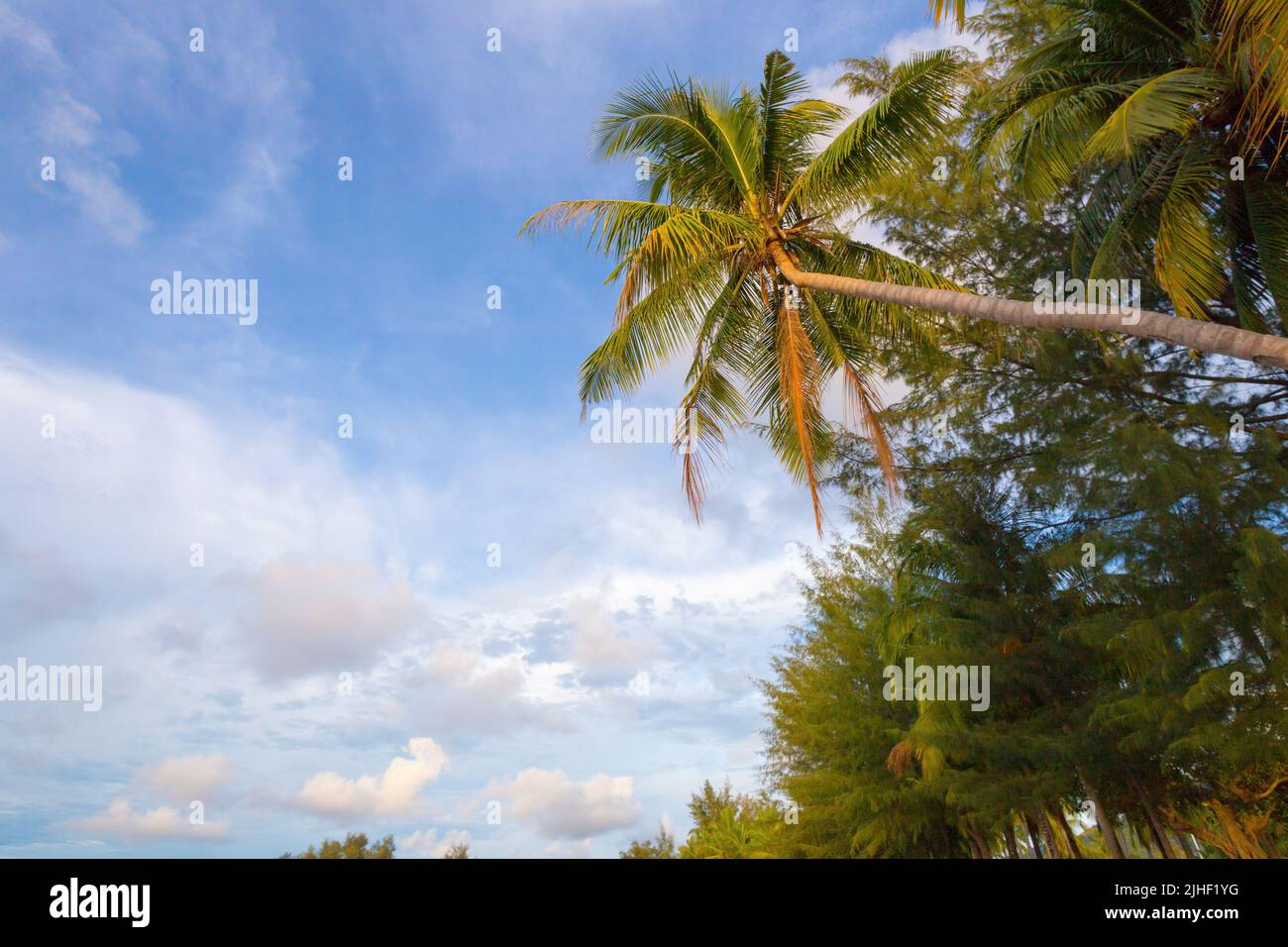 top of coconut tree Stock Photo - Alamy