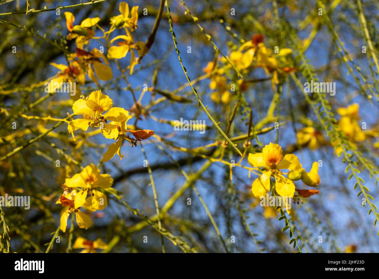 Beautiful Cassia fistula (Golden shower tree) blossom blooming on the tree with nature blurred ...