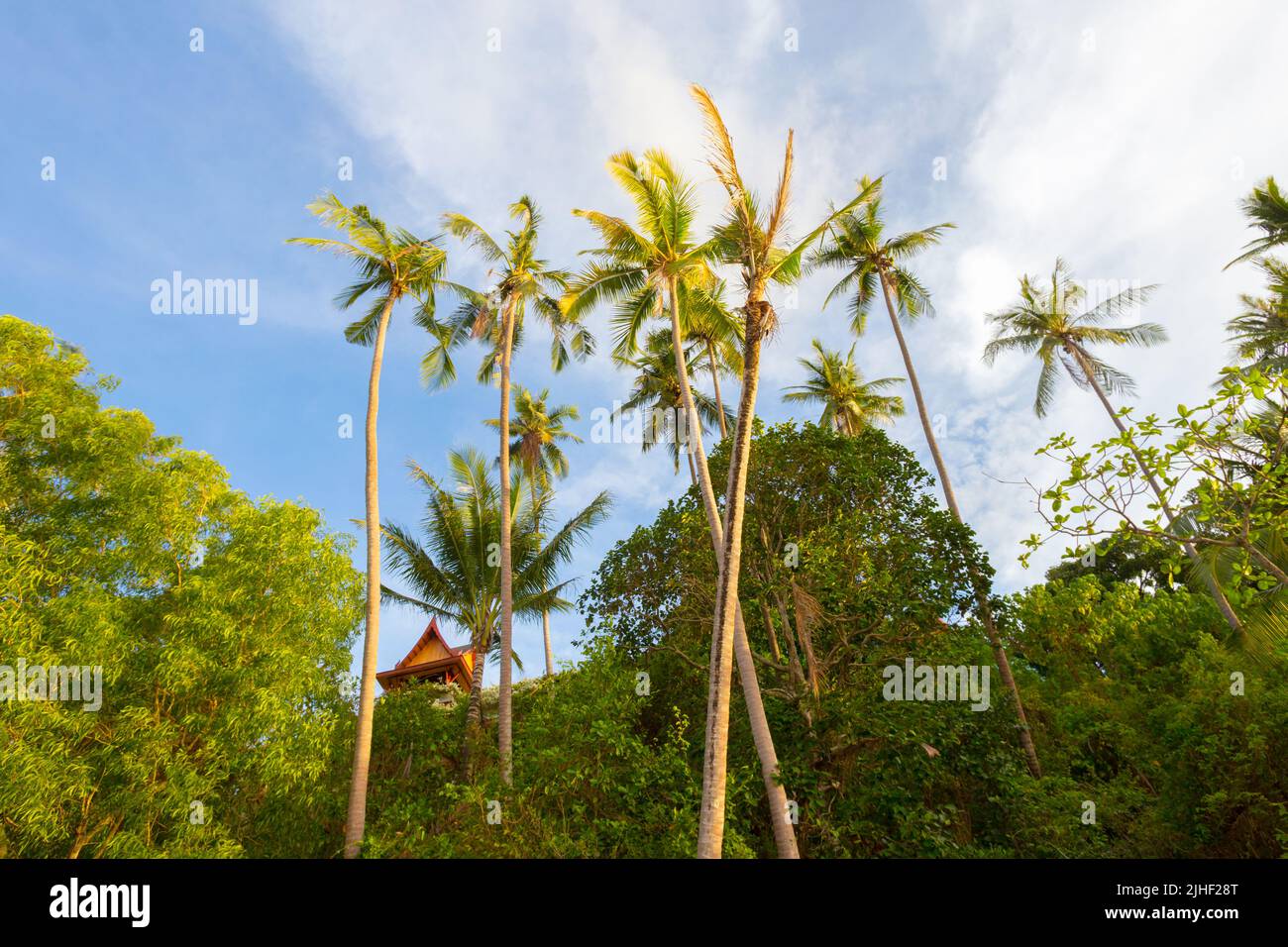 top of coconut tree Stock Photo - Alamy