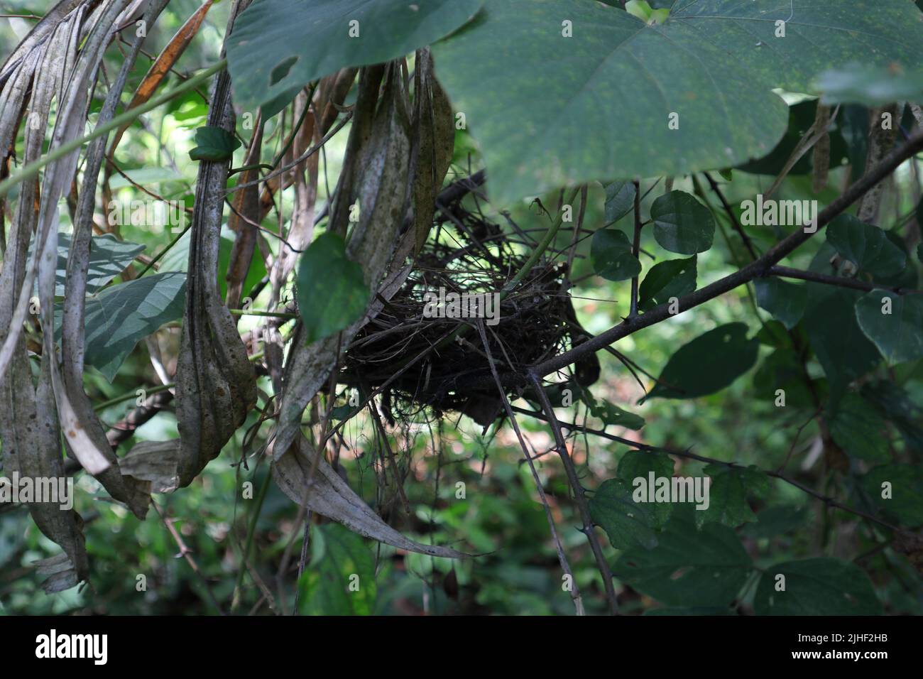 Side view of a small bird nest on the branch of a thorny plant in the ...