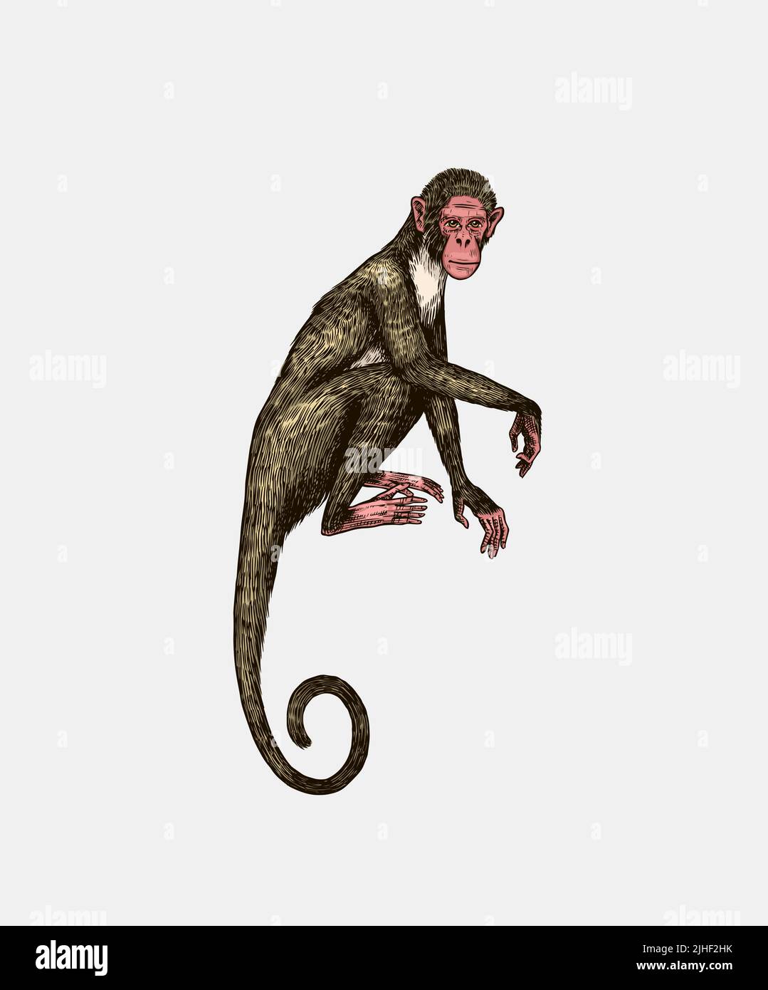 Capuchin monkey silhouette hi-res stock photography and images - Alamy