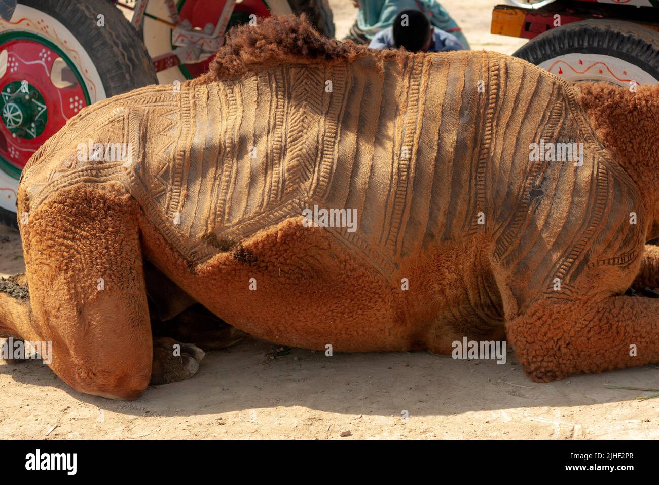 carving on the camel skin, skin carving, camel skindesign , culture of ...