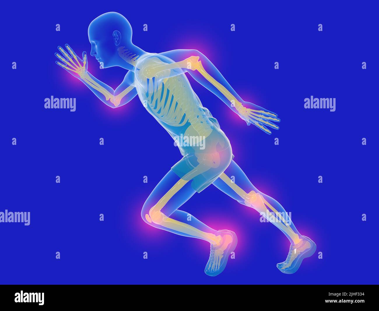 Anatomical medical figure showing internal hi-res stock photography and ...