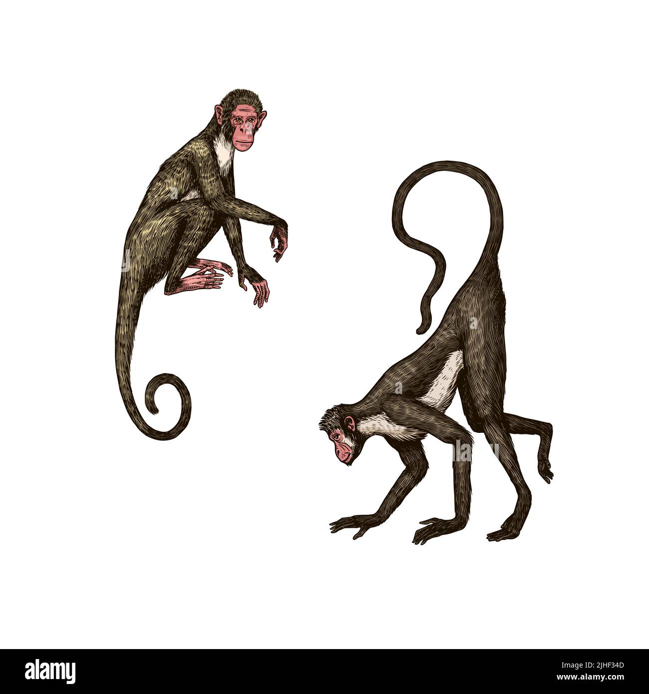 Bonobo or chimpanzee, Western gorilla , Orangutan in vintage style ...