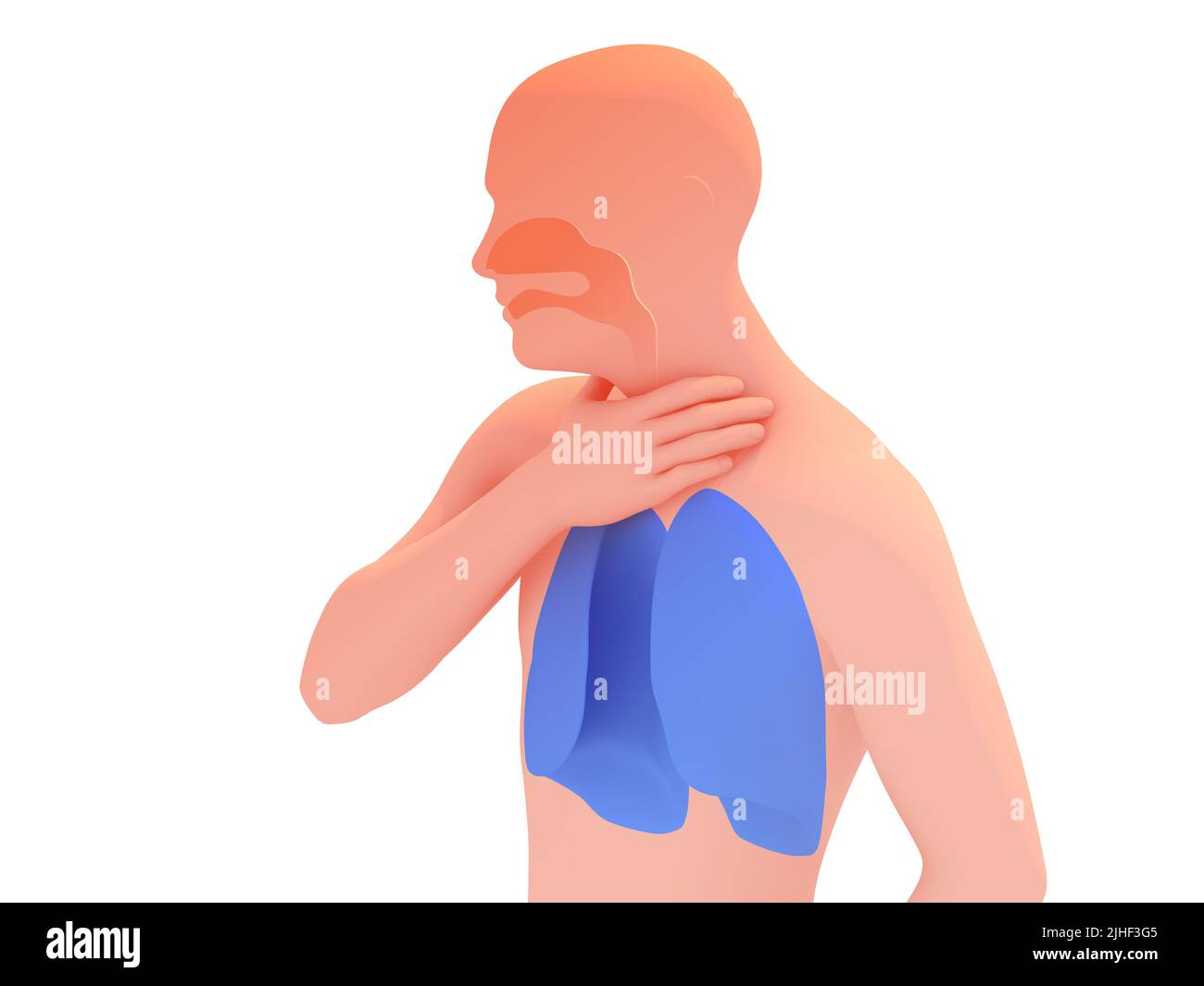 3d illustration of human silhouette with sore throat. Showing the lungs ...