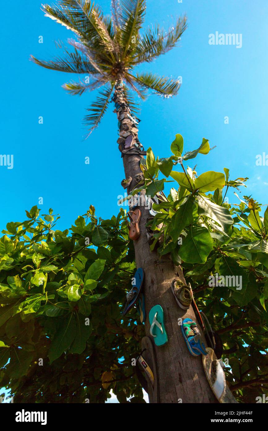 top of coconut tree Stock Photo - Alamy