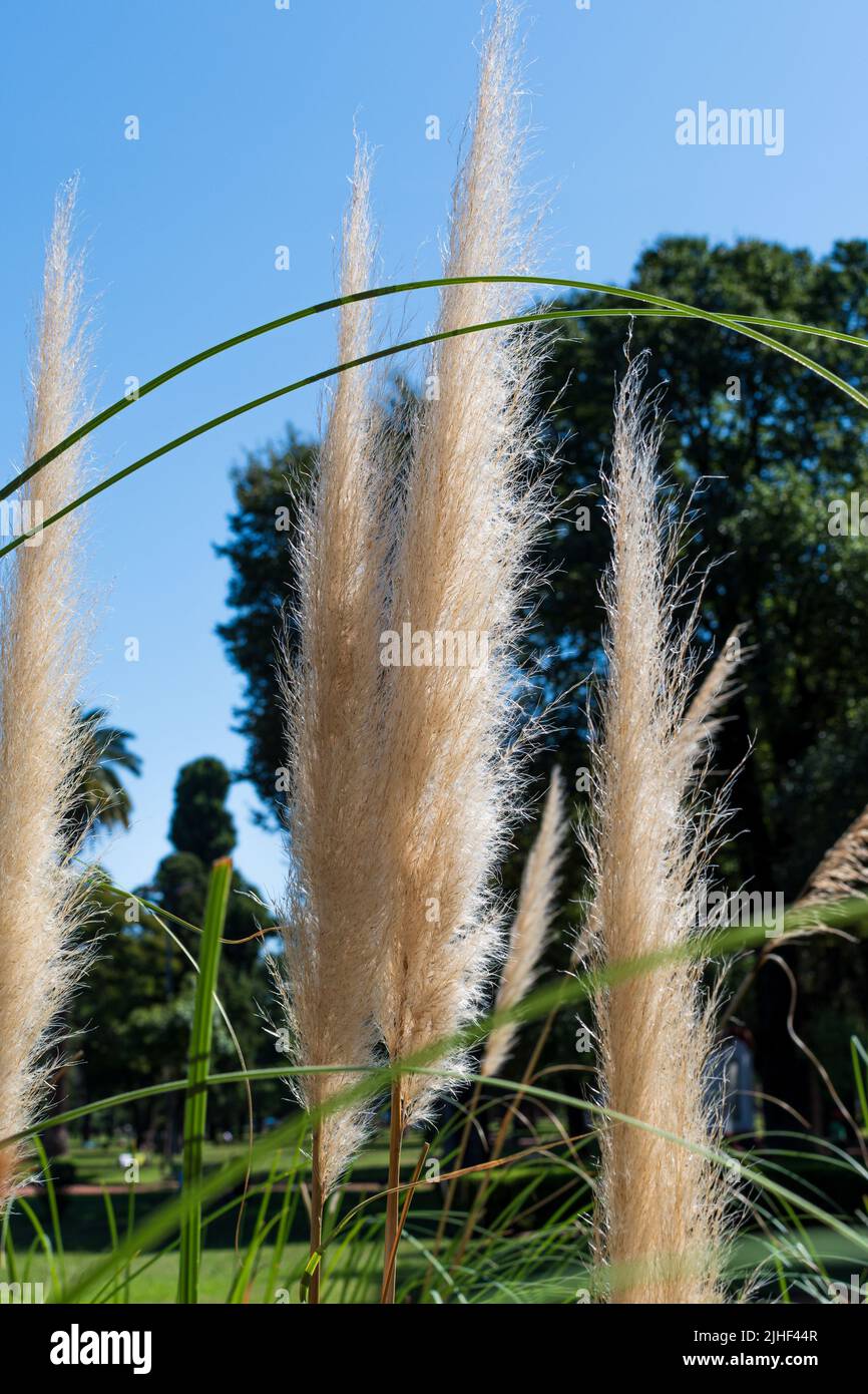 A vertical shot of a duster plant with the sky in the background Stock ...
