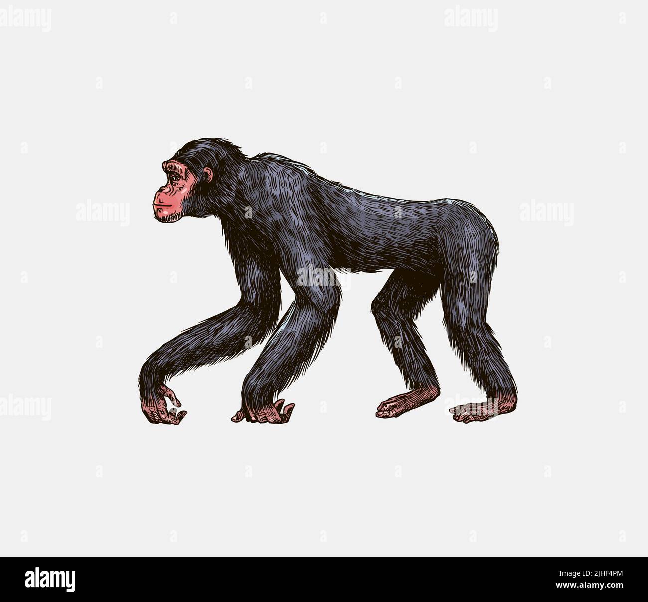 Bonobo or chimpanzee in vintage style. Giant monkey. Hand drawn ...