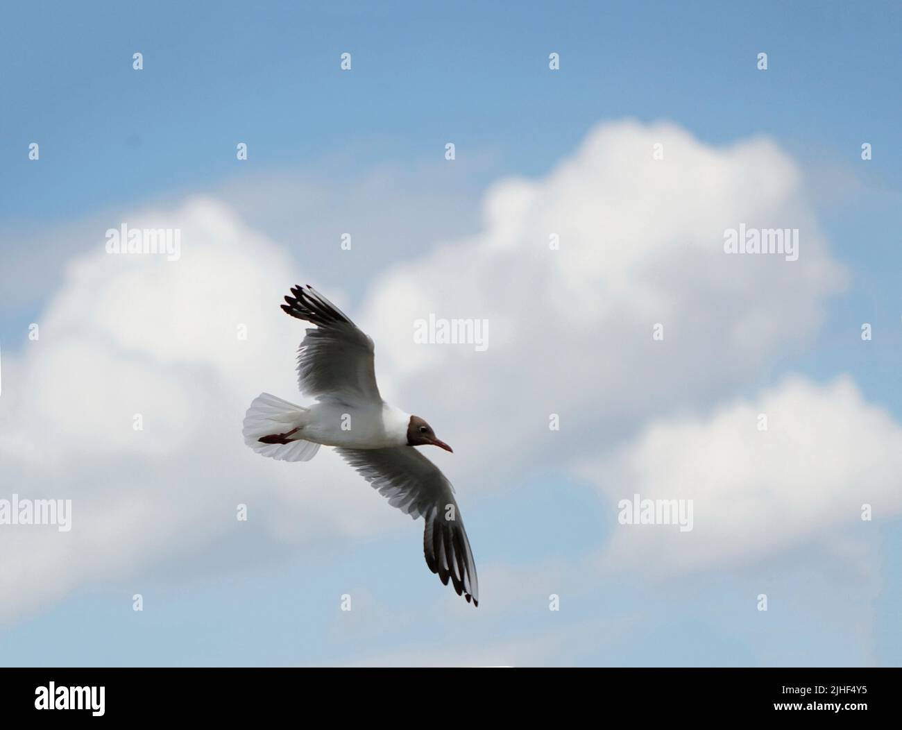 Seagull with black head, soaring overhead with open wings on the blue ...