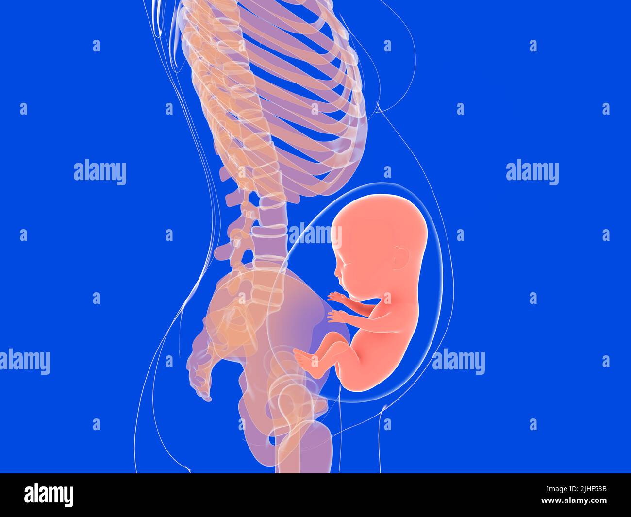Anatomical 3d illustration of a human pregnancy. Image of the inside of ...