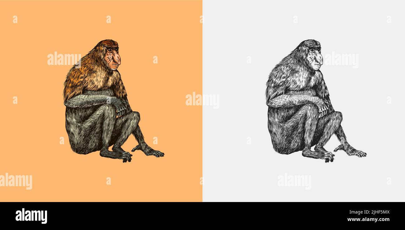 Proboscis monkey or long nosed animal in vintage style. Hand drawn ...