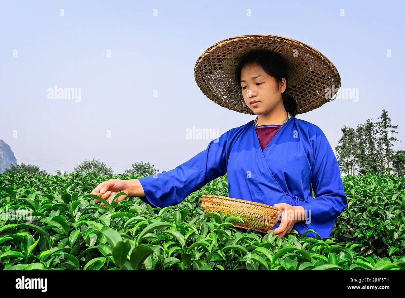 A chinese girl picking tea leaves near Xi'an, China Stock Photo - Alamy