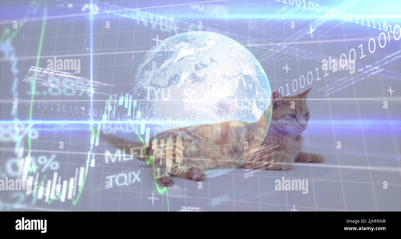 Image of data processing and globe over cat Stock Photo - Alamy