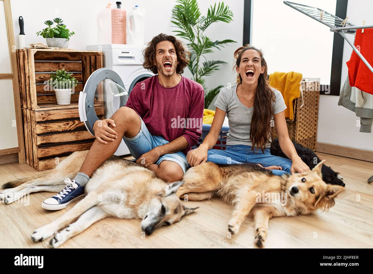 Young hispanic couple doing laundry with dogs angry and mad screaming ...