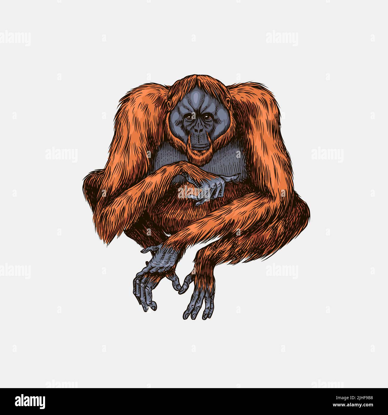 Orangutan Drawing Outline