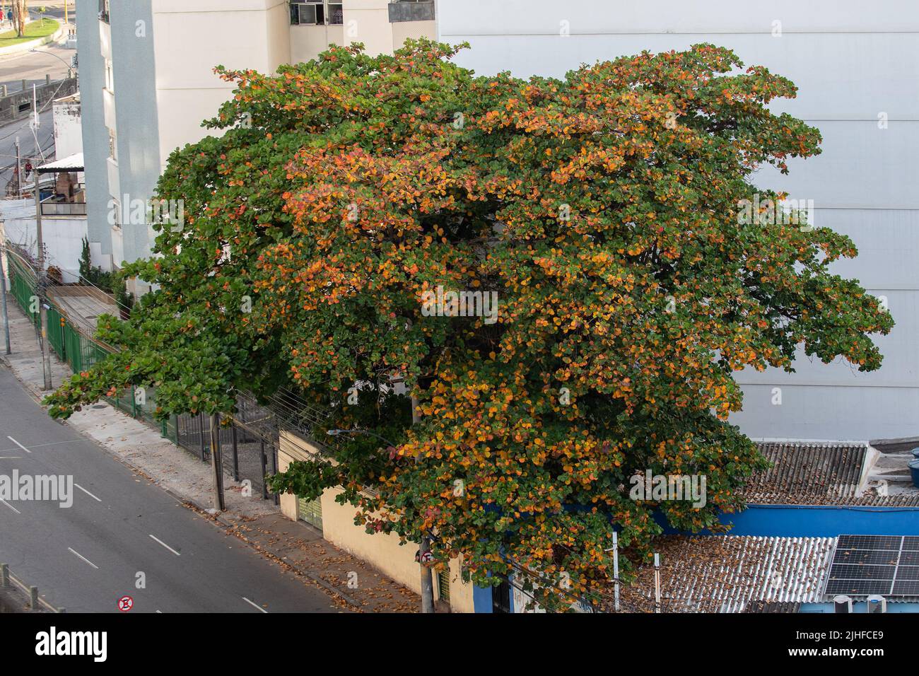 almond tree with green and yellow leaves in urban area seen from above ...