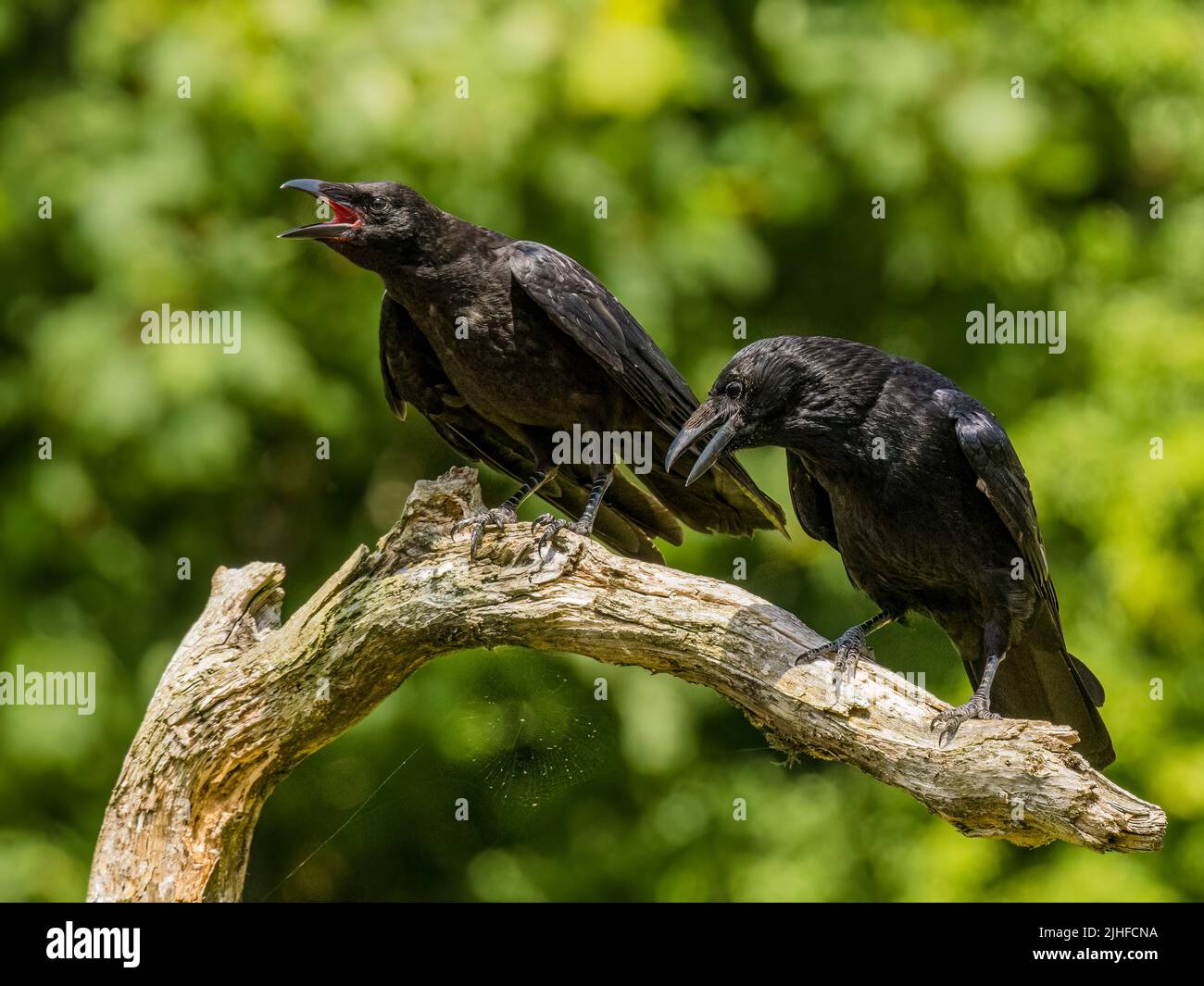 Young crow foraging with adults in summer in mid Wales Stock Photo - Alamy