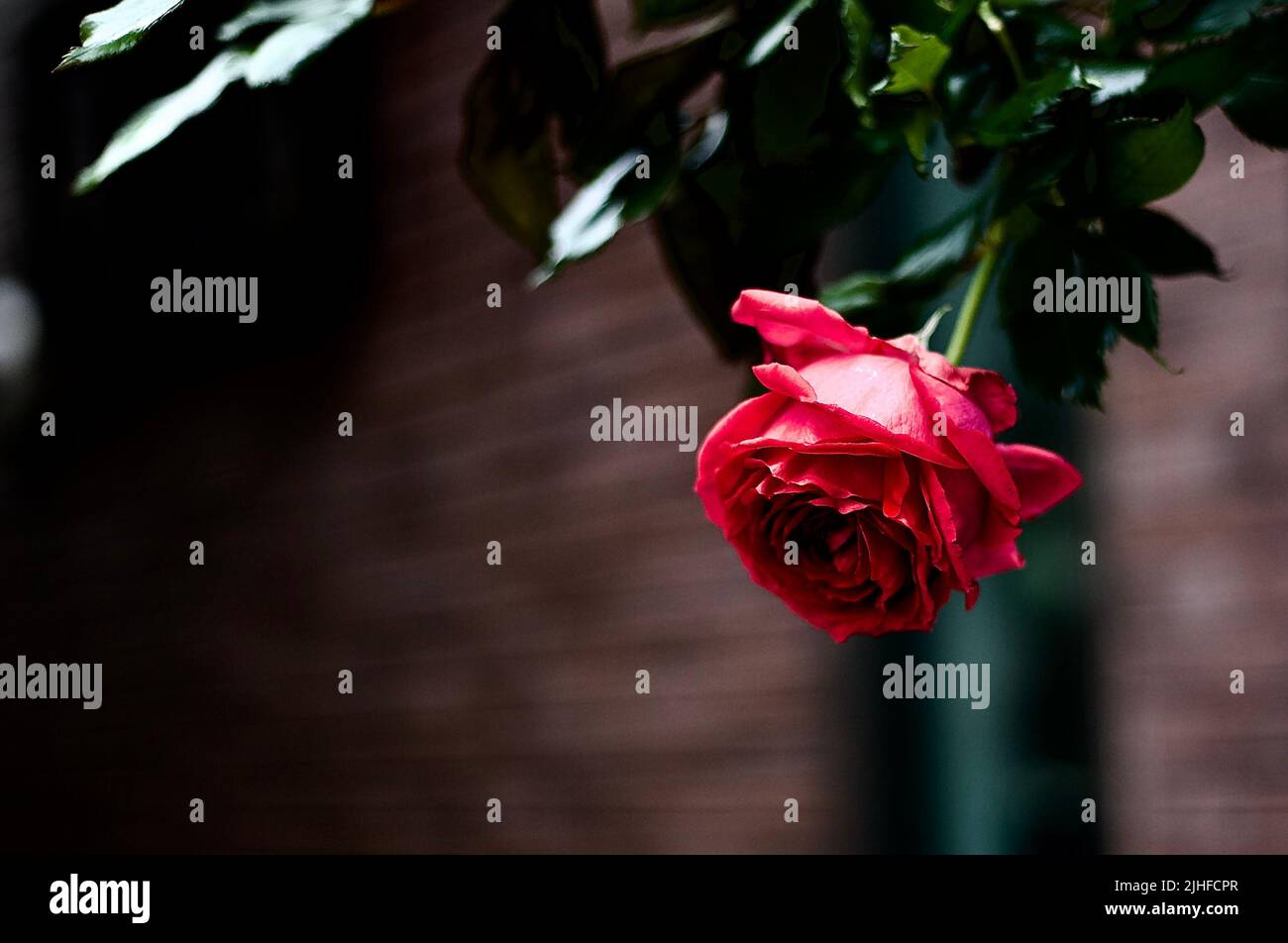 The flipped view of a red garden rose with green leaves Stock Photo - Alamy