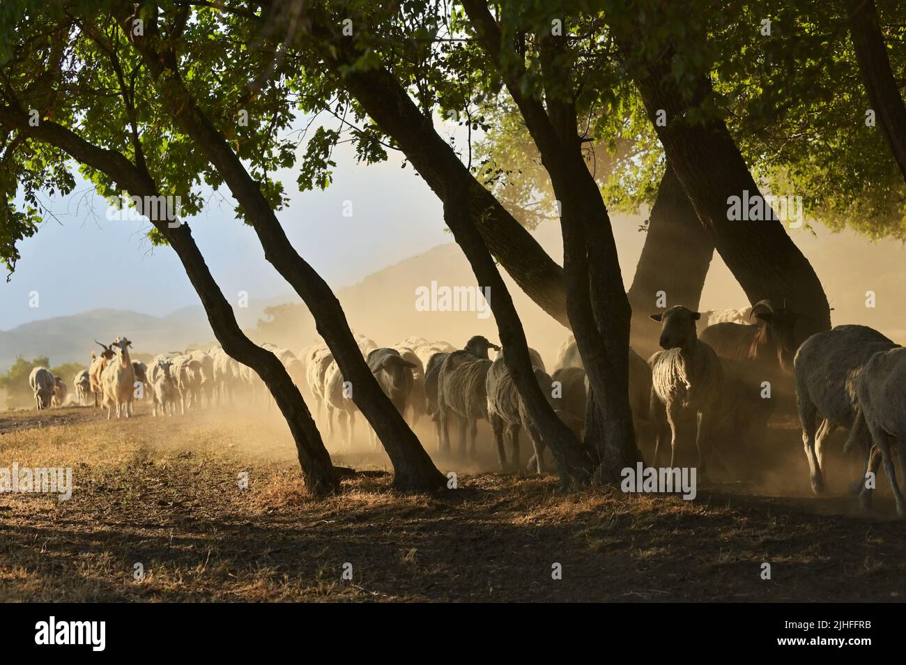 Goats and Sheeps on Road In Greci, Romania in Summer Drought Stock ...