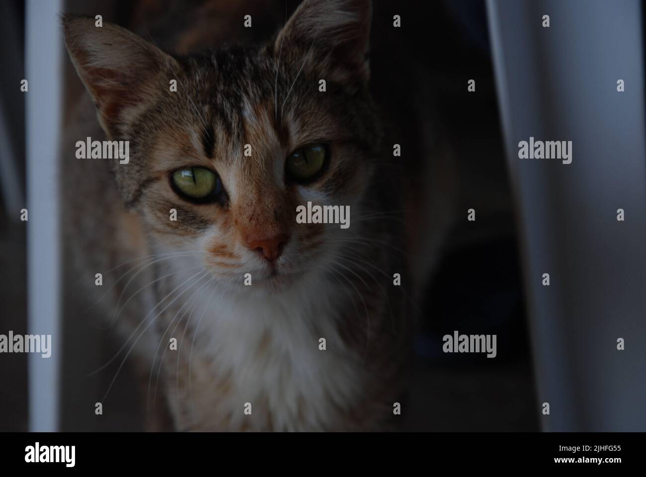 Photography gato hi-res stock photography and images - Alamy