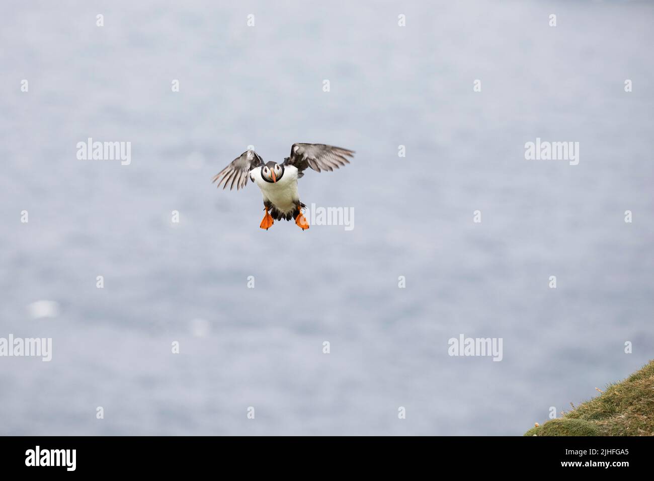 Puffins have a wingspan of around 25 inches. THE SHETLAND ISLANDS, UK ...