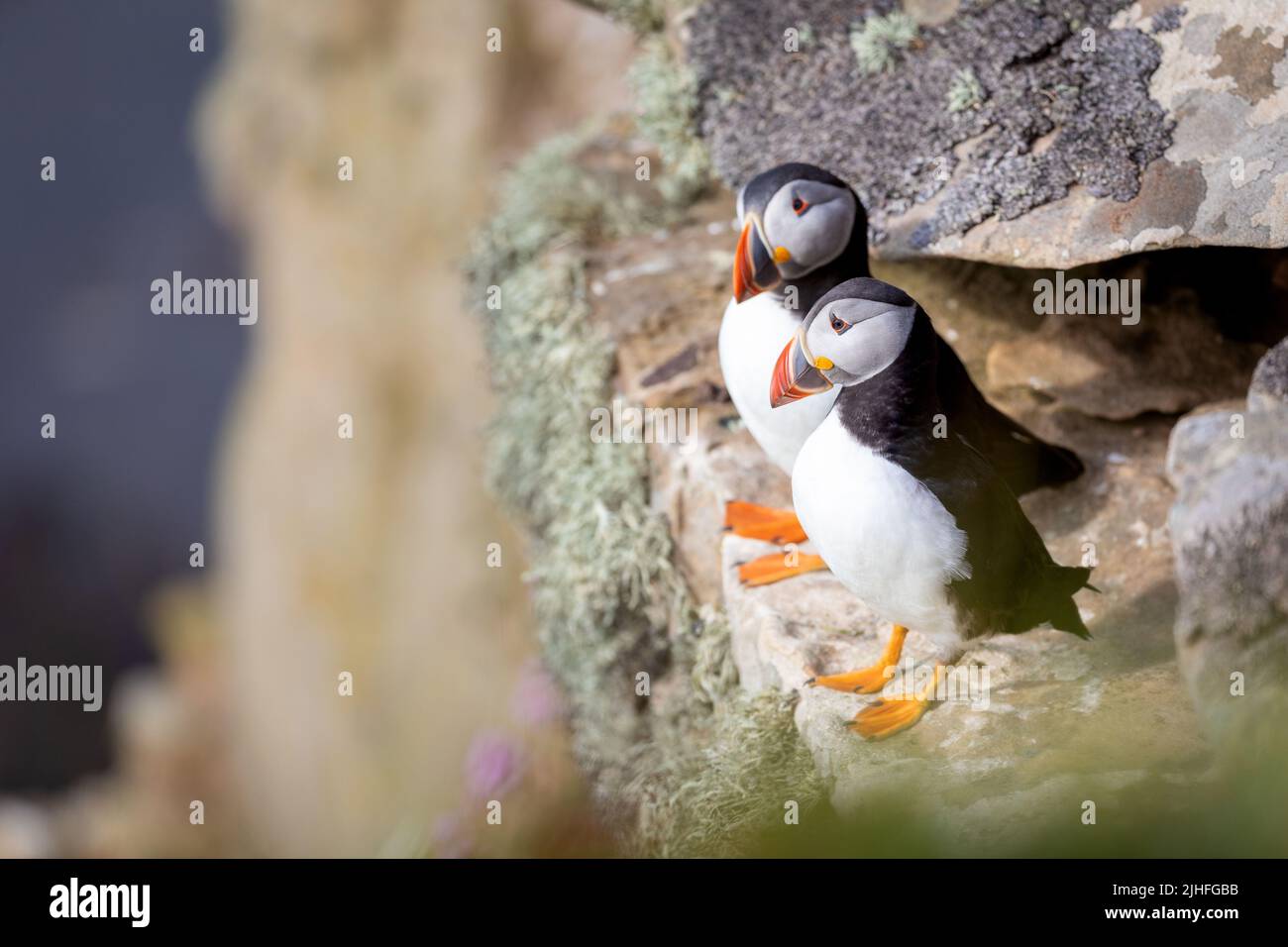 Two puffins pictured on the edge of a cliff appearing to survey the ...